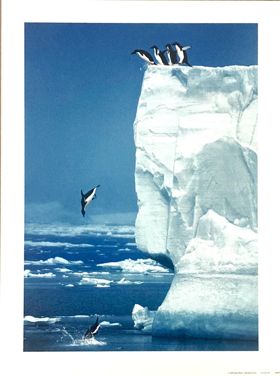 Bloom, Steve - Penguins – Incurable Collector